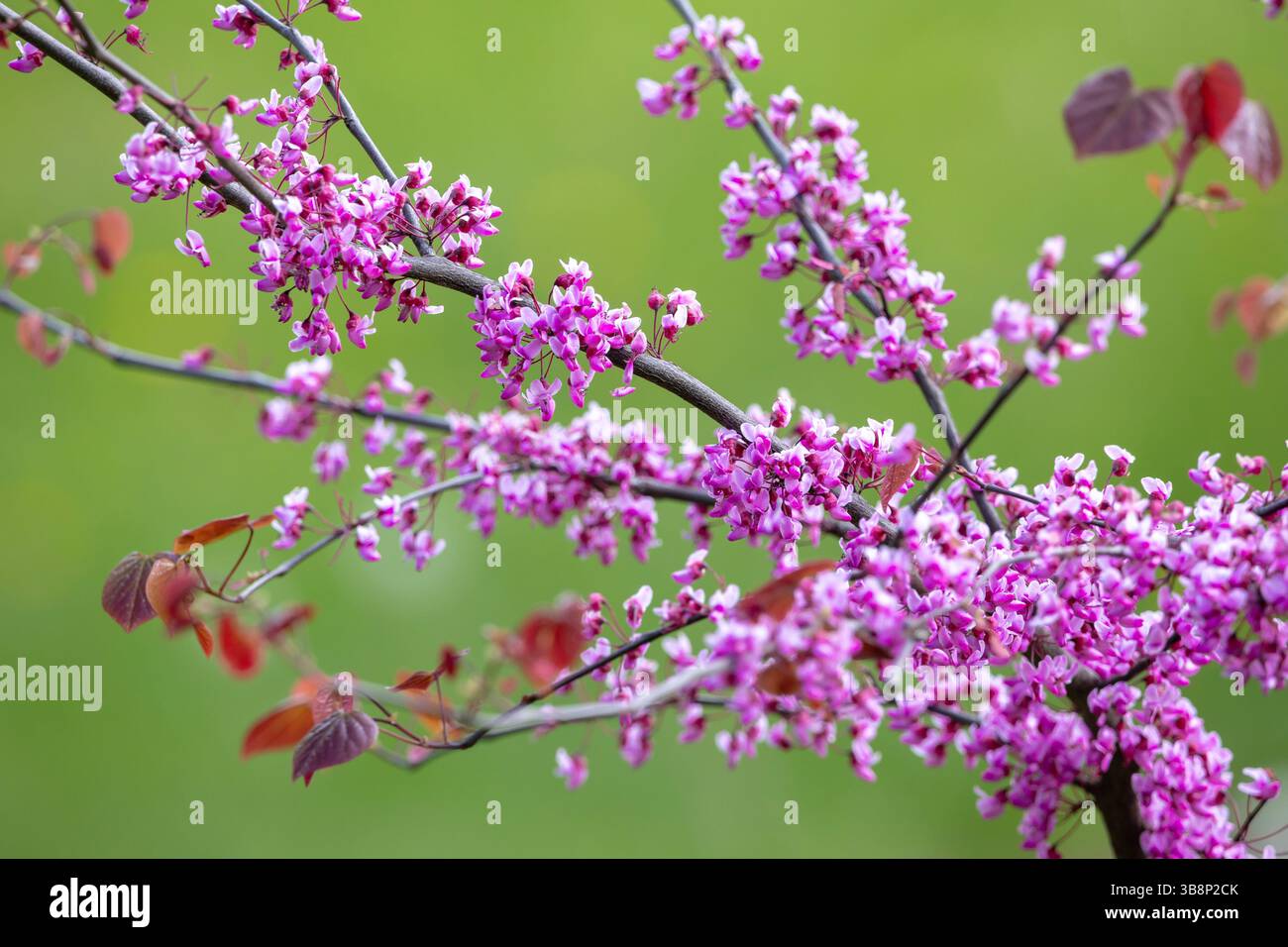 Young Eastern Redbud trees with slender trunks, each covered in ...