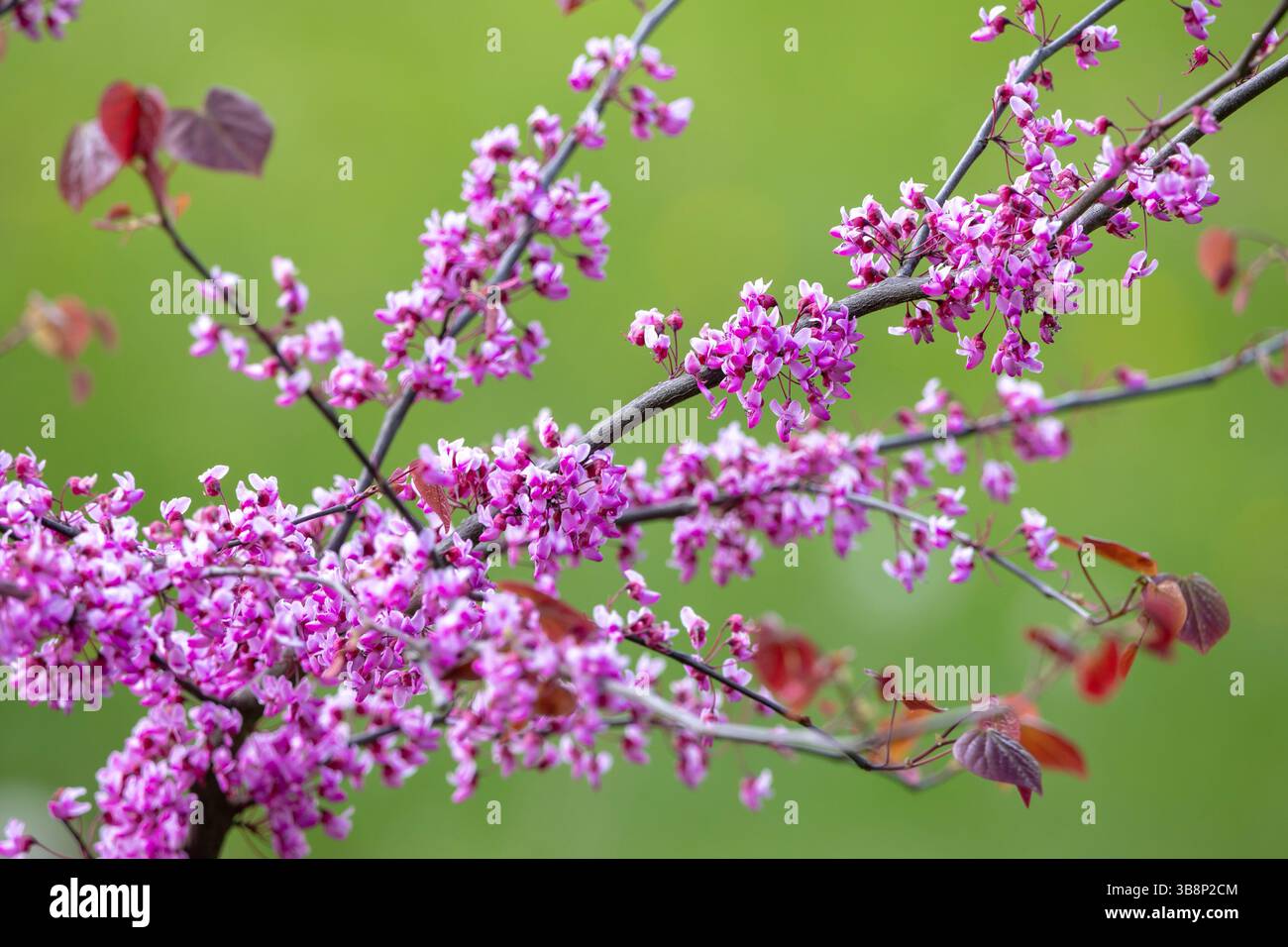 Young Eastern Redbud trees with slender trunks, each covered in ...