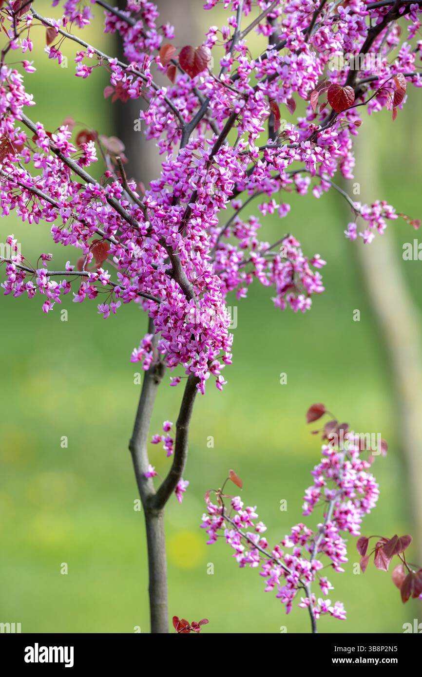 Young Eastern Redbud trees with slender trunks, each covered in ...
