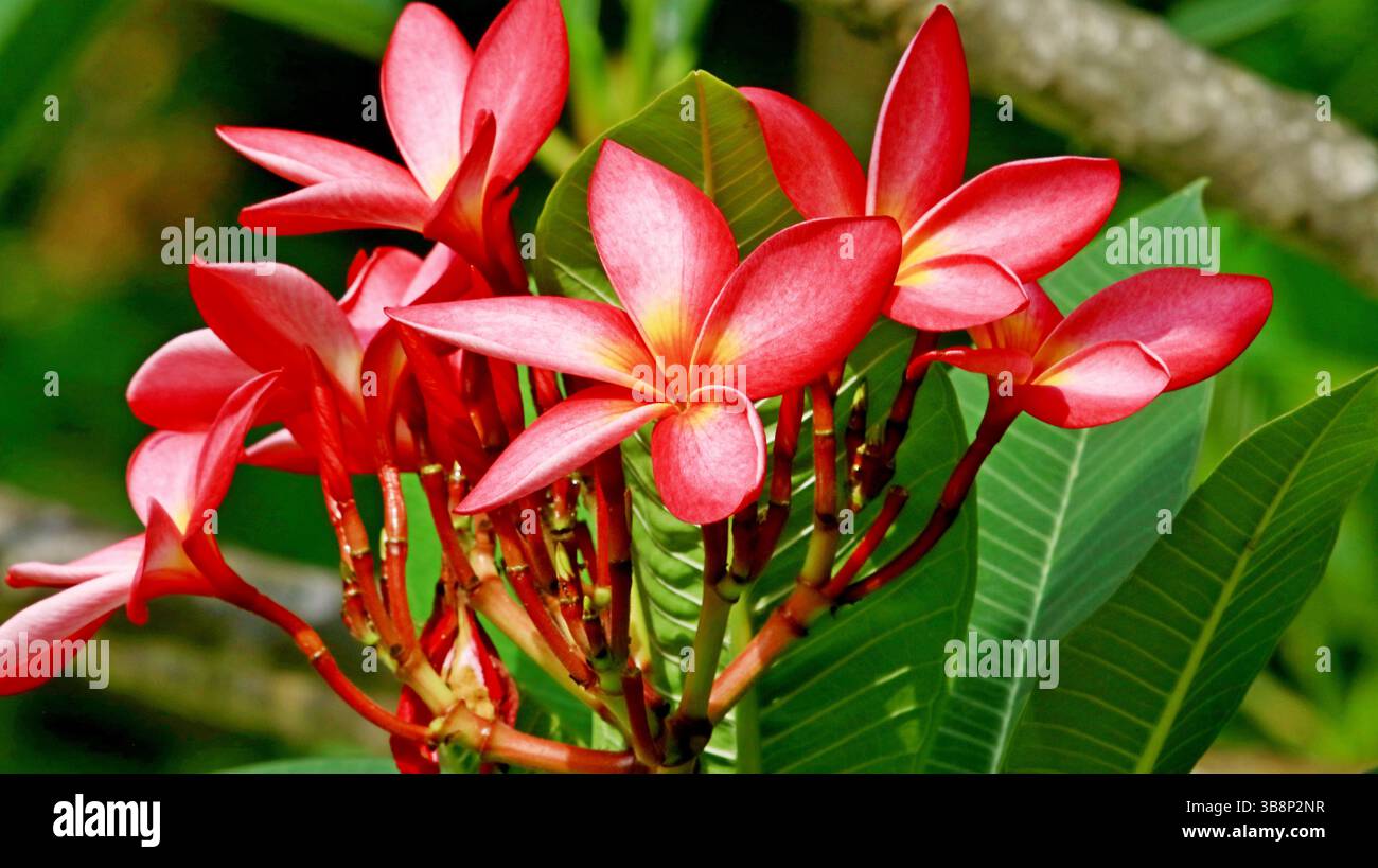Colorful flowers in Sanya City, southernmost China's Hainan Province, 5 ...