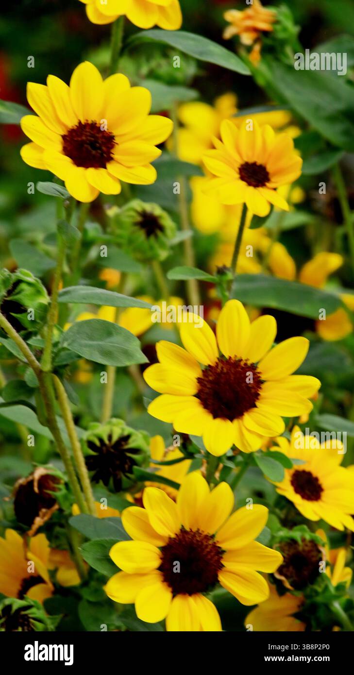 Colorful flowers in Sanya City, southernmost China's Hainan Province, 5 ...