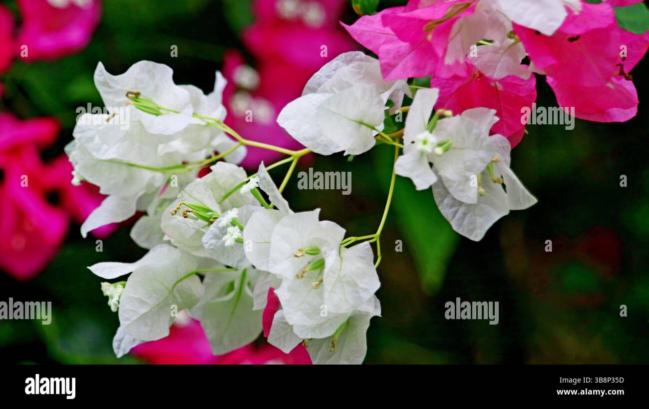 Colorful flowers in Sanya City, southernmost China's Hainan Province, 5 ...