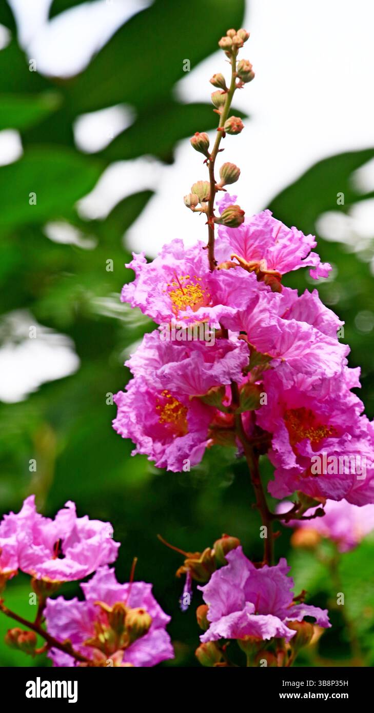 Colorful flowers in Sanya City, southernmost China's Hainan Province, 5 ...