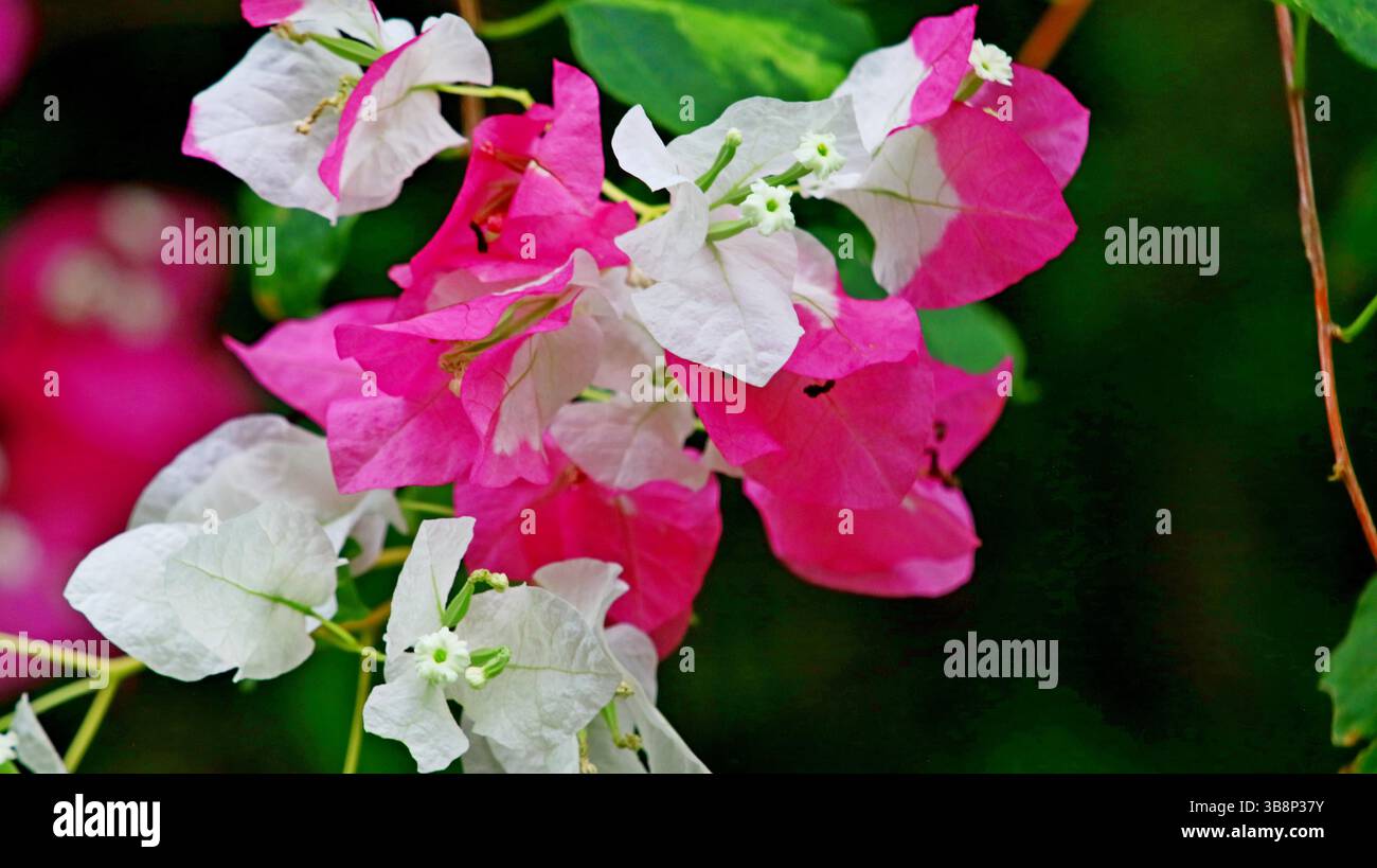Colorful flowers in Sanya City, southernmost China's Hainan Province, 5 ...