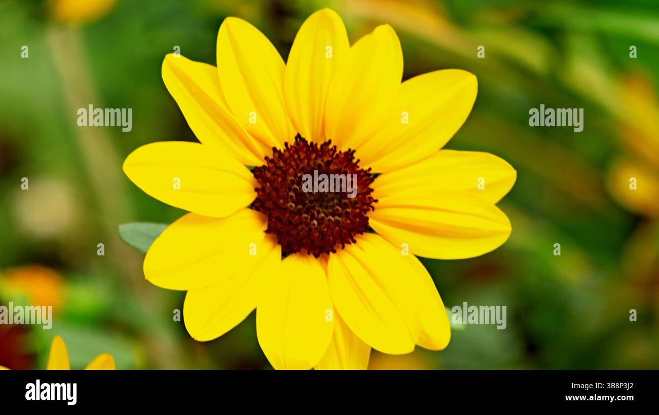 Colorful flowers in Sanya City, southernmost China's Hainan Province, 5 ...