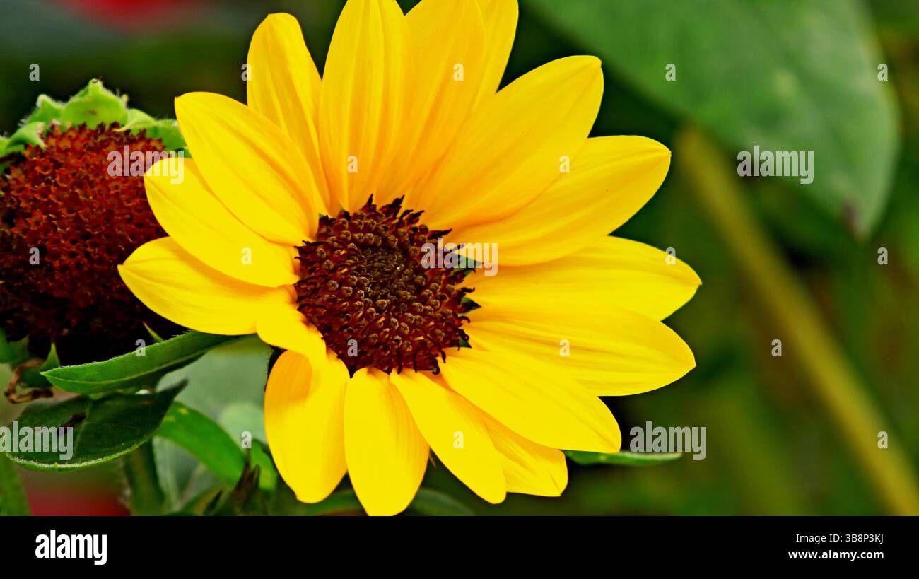 Colorful flowers in Sanya City, southernmost China's Hainan Province, 5 ...