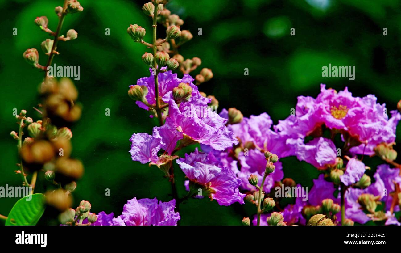Colorful flowers in Sanya City, southernmost China's Hainan Province, 5 ...