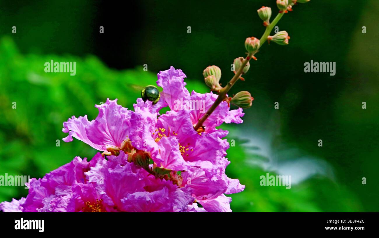 Colorful flowers in Sanya City, southernmost China's Hainan Province, 5 ...