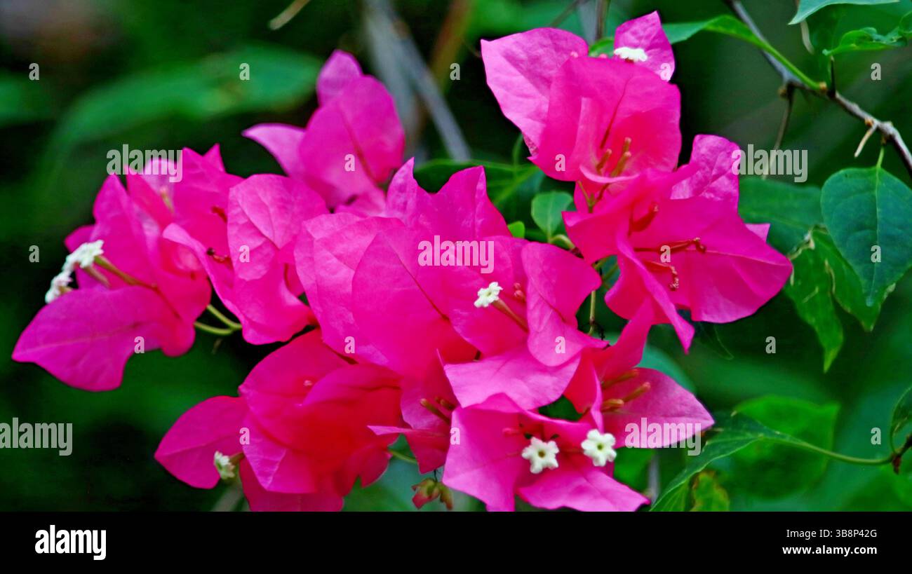 Colorful flowers in Sanya City, southernmost China's Hainan Province, 5 ...