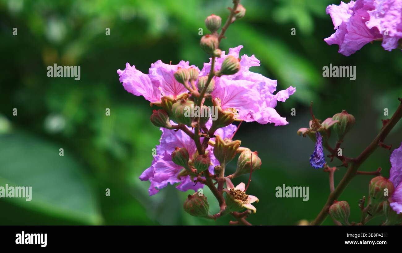 Colorful flowers in Sanya City, southernmost China's Hainan Province, 5 ...