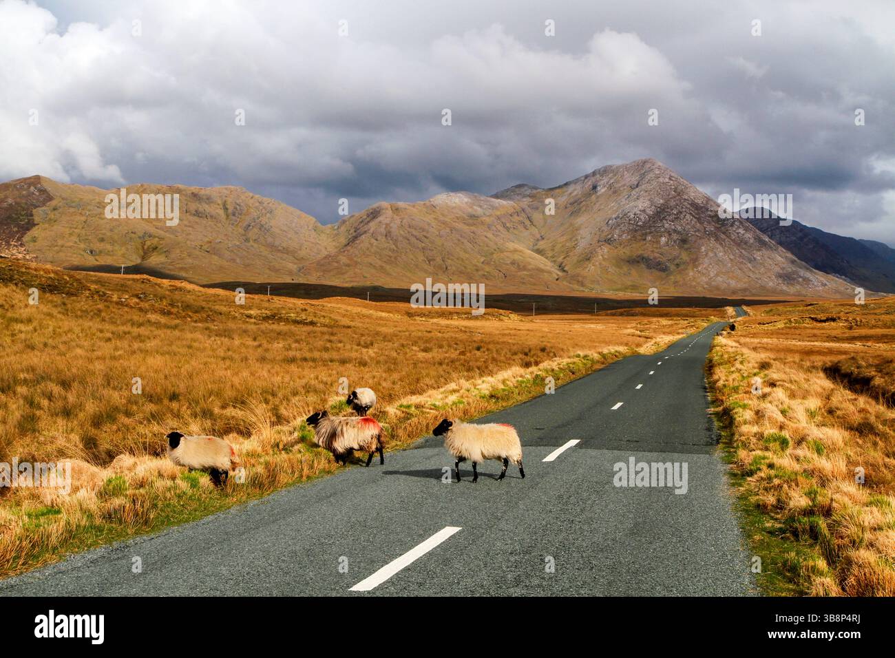 Inagh valley sheep hi-res stock photography and images - Alamy