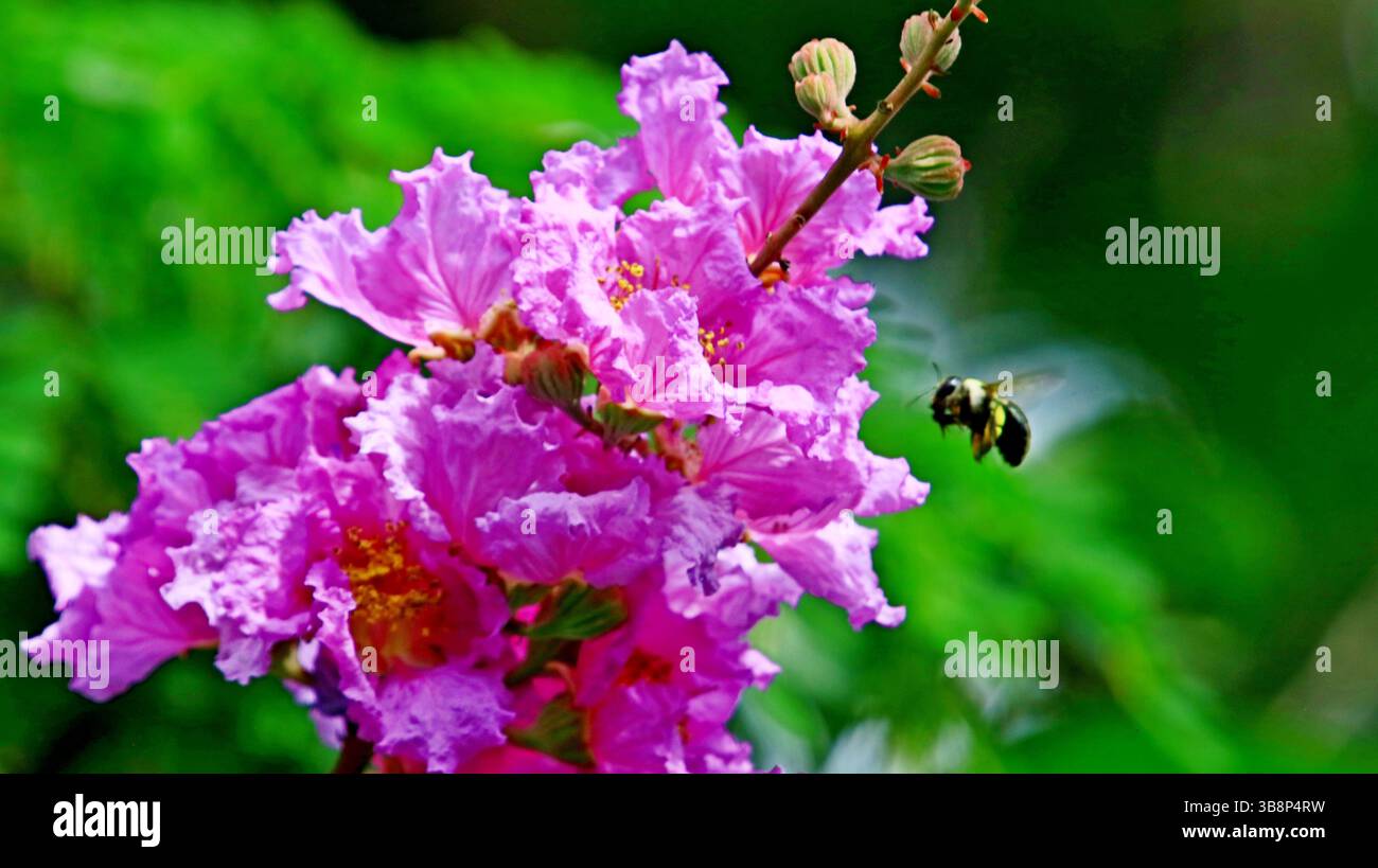 Colorful flowers in Sanya City, southernmost China's Hainan Province, 5 ...
