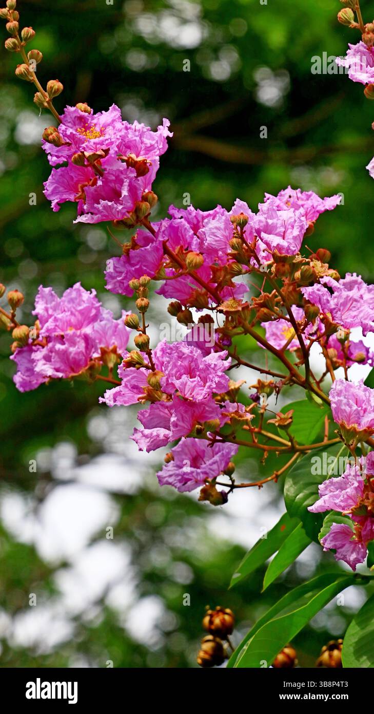 Colorful flowers in Sanya City, southernmost China's Hainan Province, 5 ...