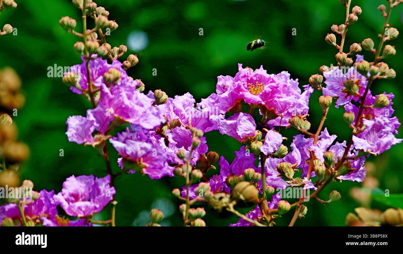 Colorful flowers in Sanya City, southernmost China's Hainan Province, 5 ...
