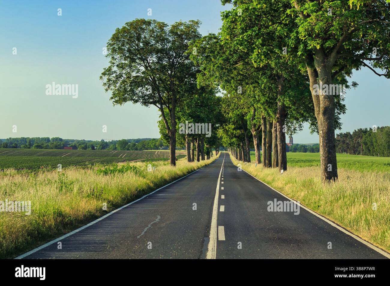 country road in green asphalt Stock Photo - Alamy