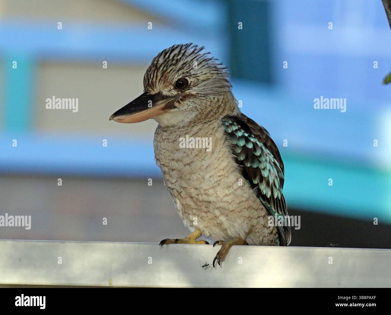 Blue-winged kookaburra bird sitting on a fence in Australia Stock Photo ...