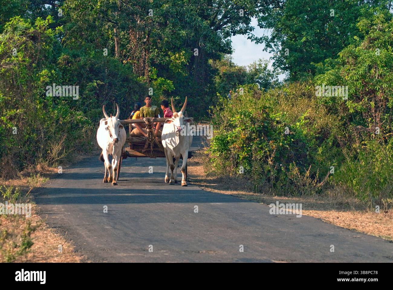 Bullock cart on tar road at Anjarle Stock Photo - Alamy
