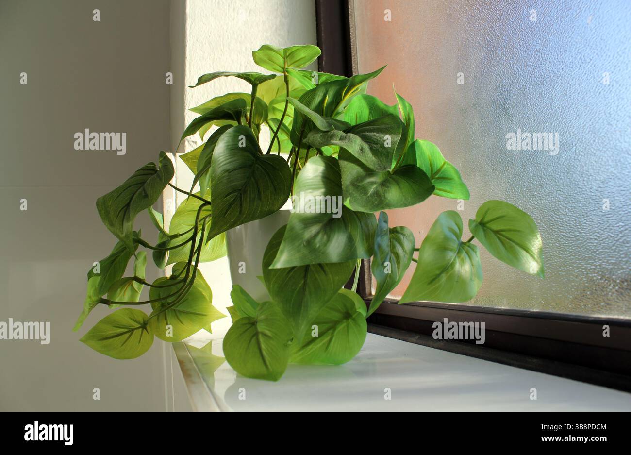 Potted philodendron plant on a window sill in a bathroom Stock Photo ...