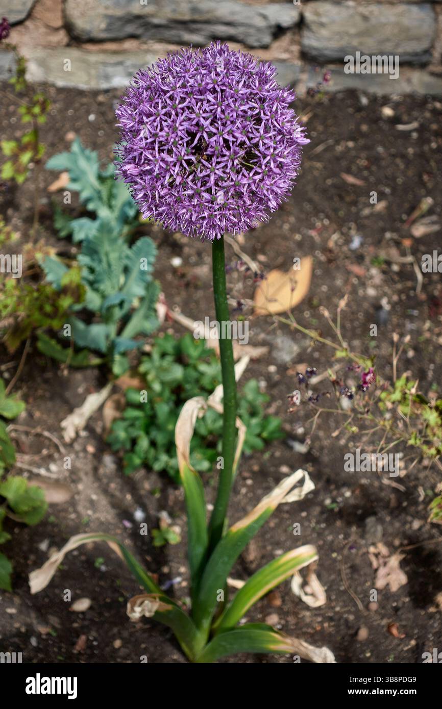 Giant Alium Onion flower Allium giganteum Stock Photo - Alamy