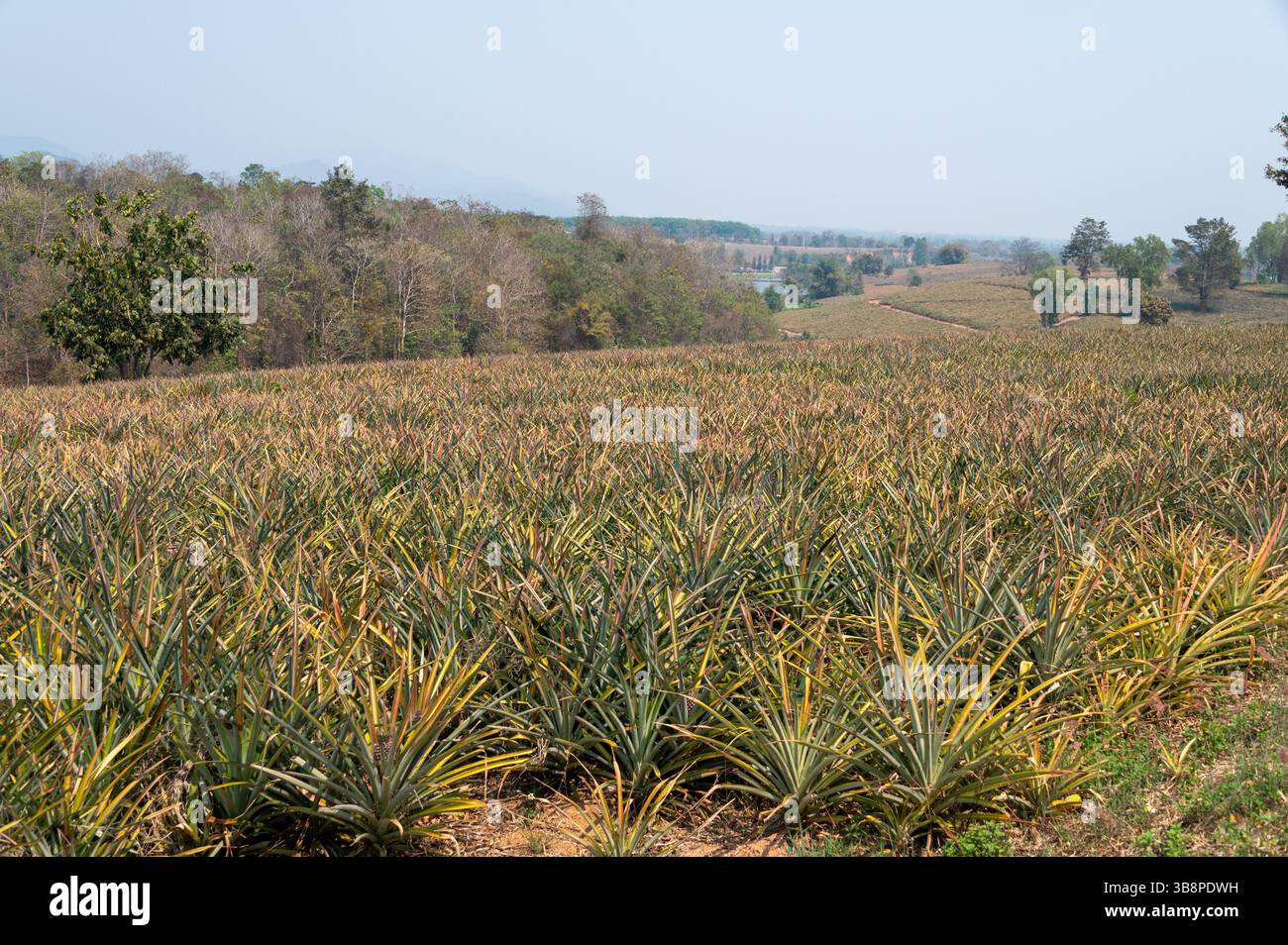 Choui Fong tea plantation in northern Thailand from Chiang Rai, is ...