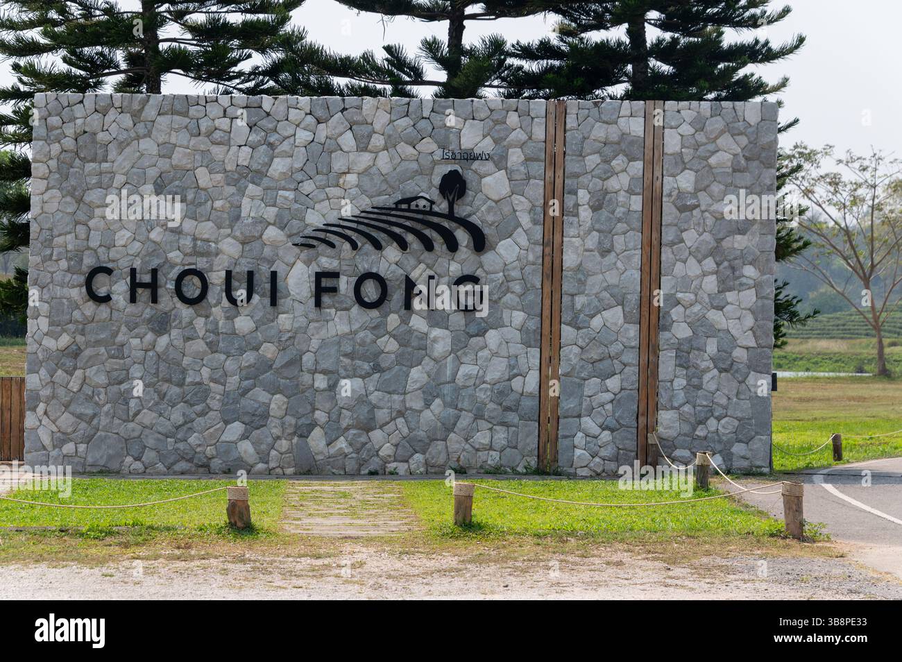 Choui Fong tea plantation in northern Thailand from Chiang Rai, is ...