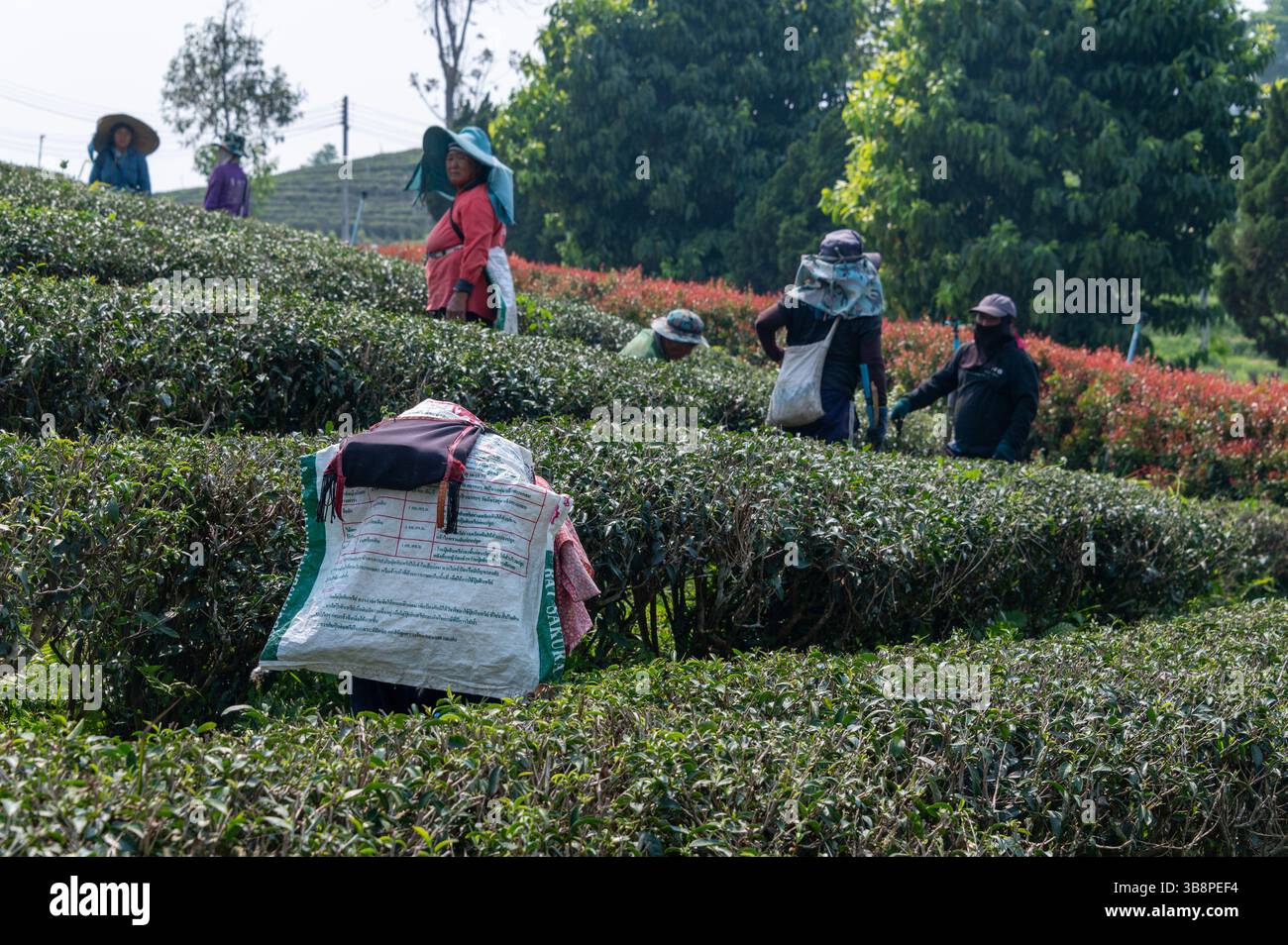 Choui Fong tea plantation in northern Thailand from Chiang Rai, is ...