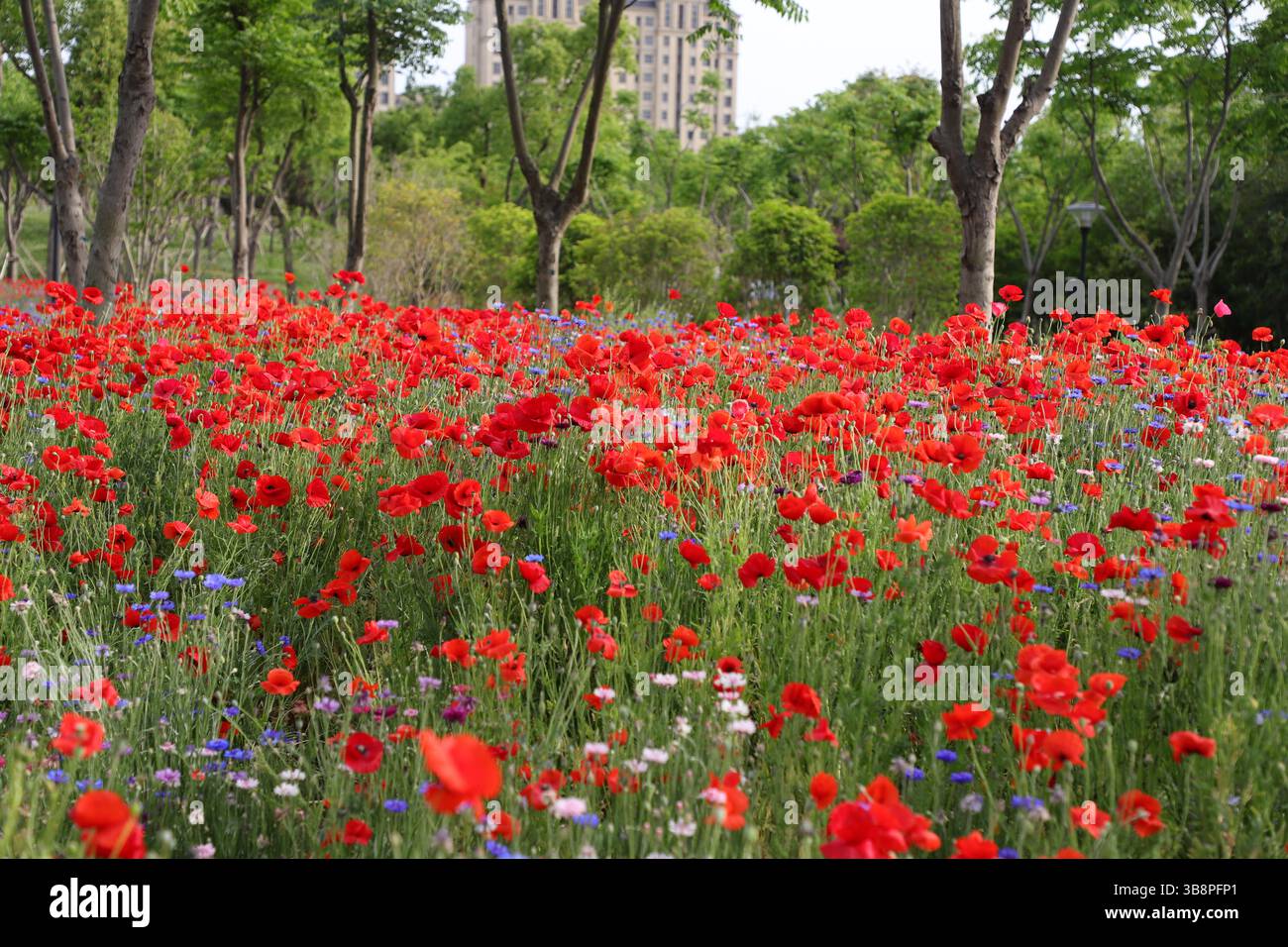 Corn poppies burst into bloom in Shanghai, 4 May, 2025 Stock Photo - Alamy