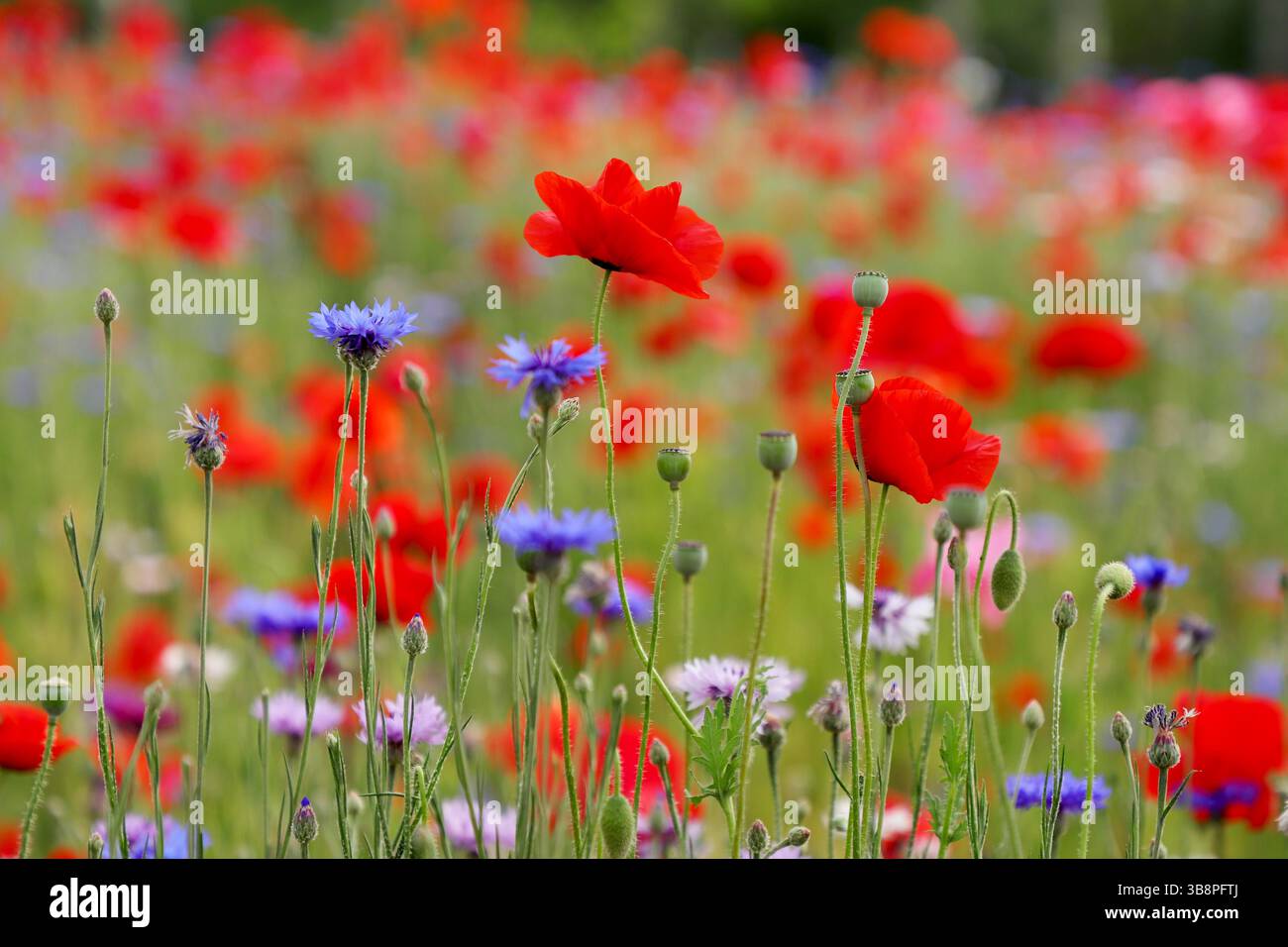 Corn poppies burst into bloom in Shanghai, 4 May, 2025 Stock Photo - Alamy