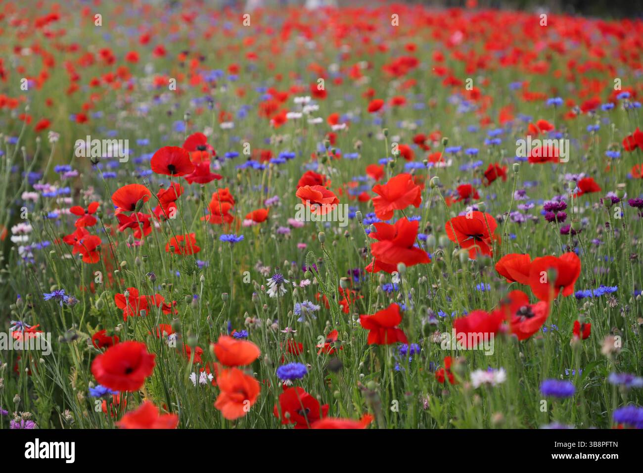 Corn poppies burst into bloom in Shanghai, 4 May, 2025 Stock Photo - Alamy