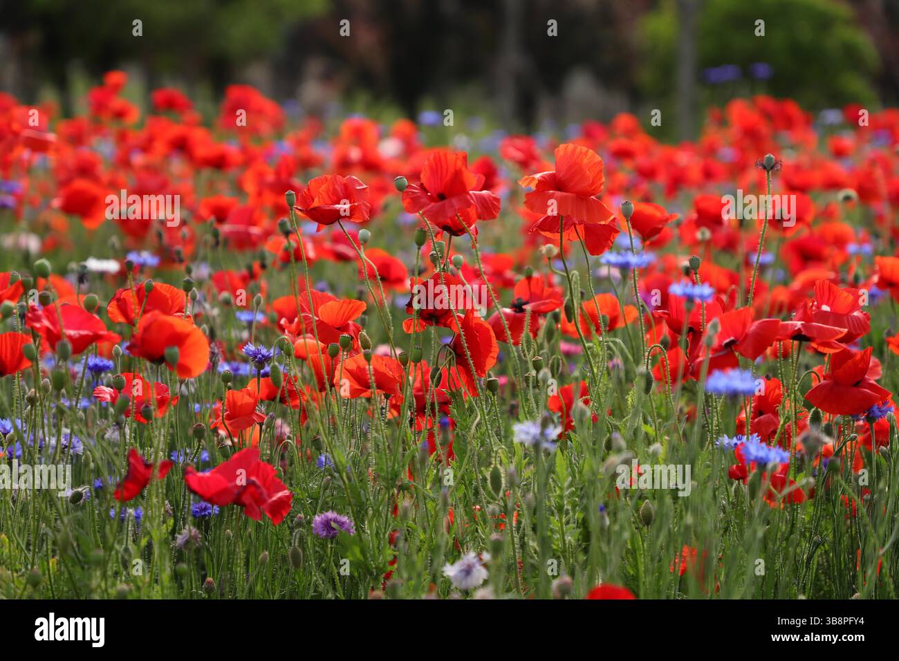 Corn poppies burst into bloom in Shanghai, 4 May, 2025 Stock Photo - Alamy