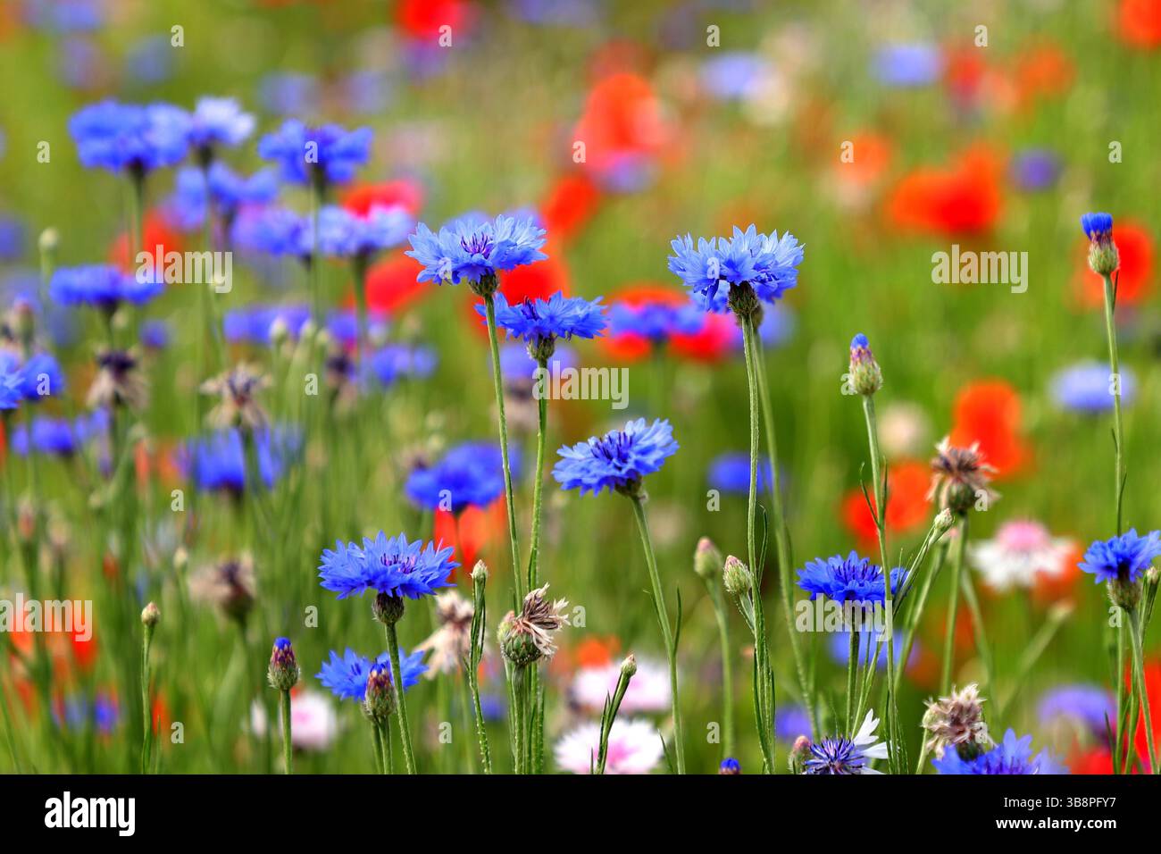 Corn poppies burst into bloom in Shanghai, 4 May, 2025 Stock Photo - Alamy