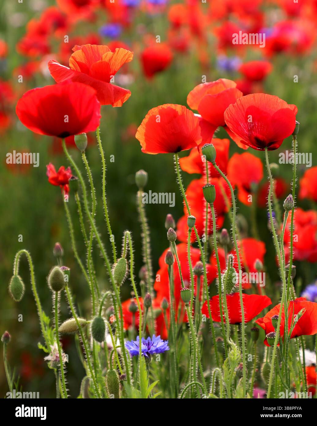 Corn poppies burst into bloom in Shanghai, 4 May, 2025 Stock Photo - Alamy