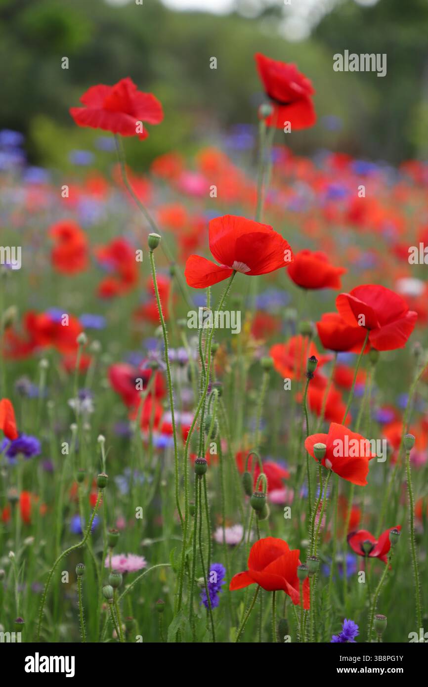 Corn poppies burst into bloom in Shanghai, 4 May, 2025 Stock Photo - Alamy