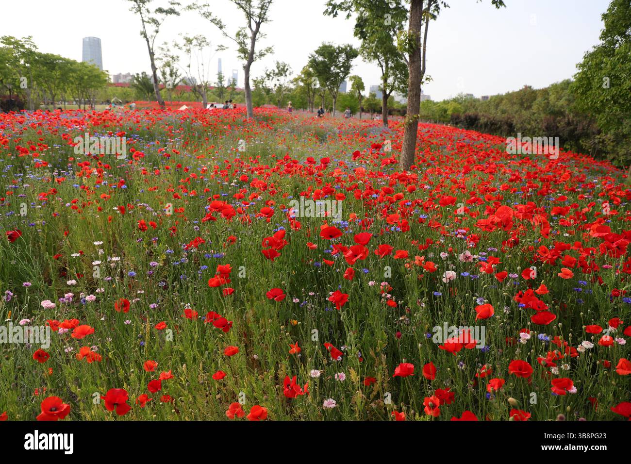 Corn poppies burst into bloom in Shanghai, 4 May, 2025 Stock Photo - Alamy