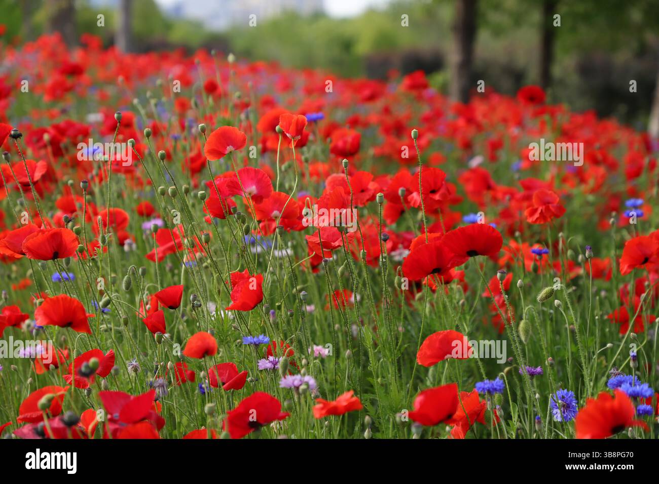 Corn poppies burst into bloom in Shanghai, 4 May, 2025 Stock Photo - Alamy