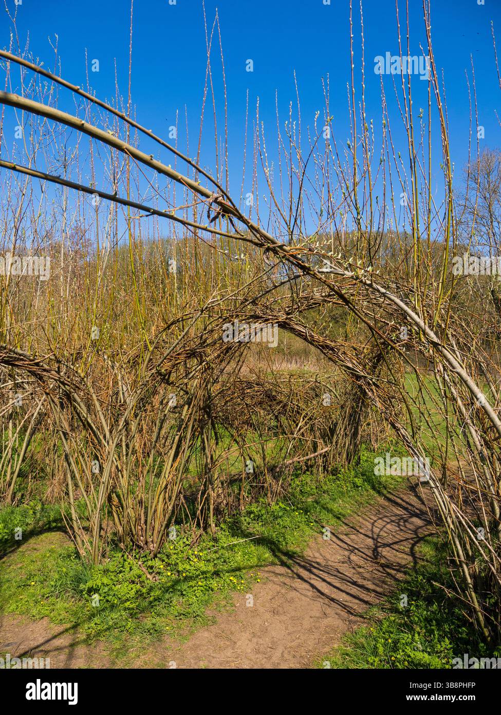 Willow Labyrinth, Barton Farm country Park, Bradford-on-Avon, Wiltshire ...