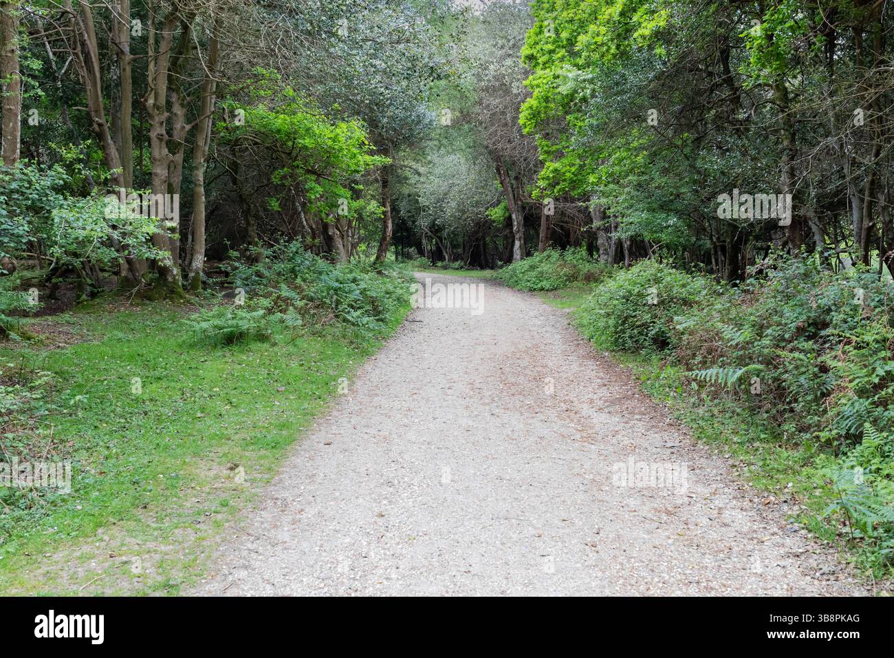 Footpath through The New Forest at Fritham in Hampshire, England, UK ...