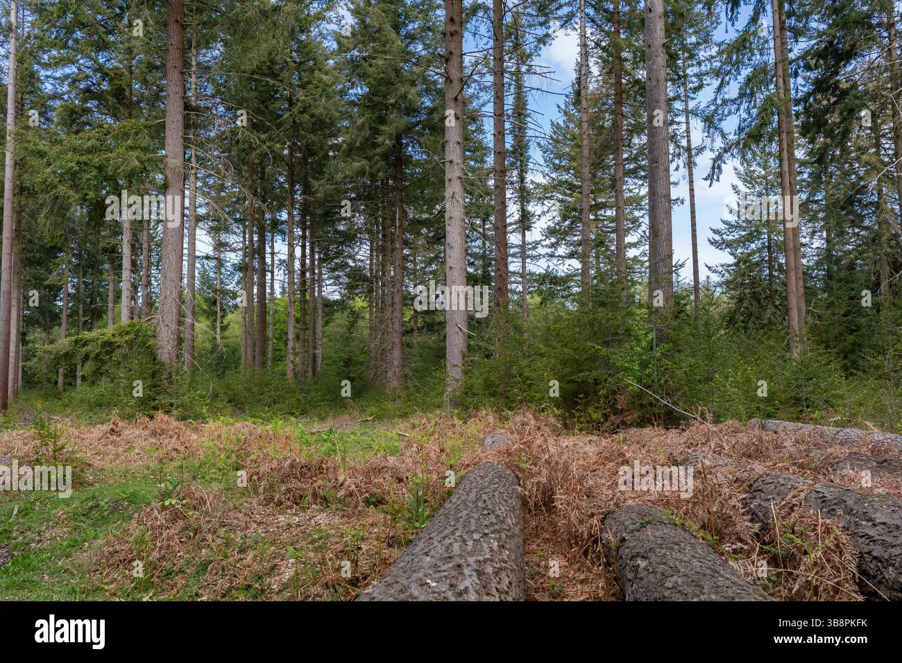 The New Forest near Fritham, Hampshire, England, UK Stock Photo - Alamy