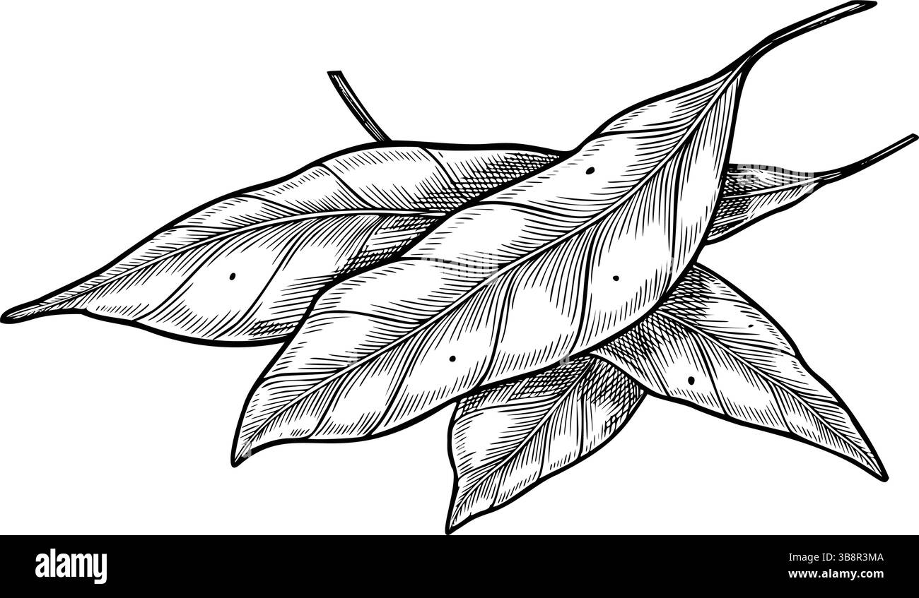 Vector illustration of Bay Laurel leaves. Drawing of kitchen herbs for ...