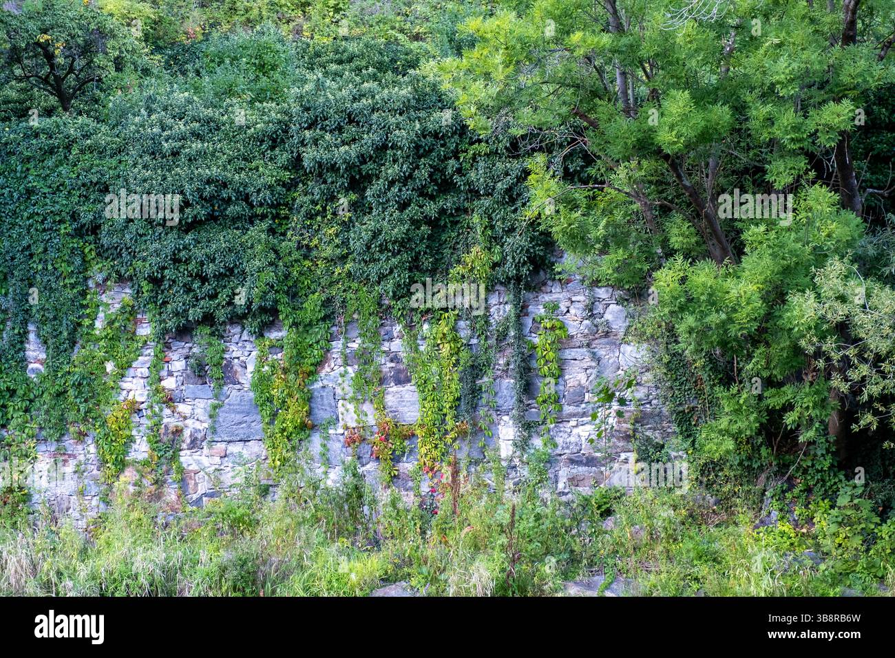 Abandoned ruin covered in ivy hi-res stock photography and images - Alamy