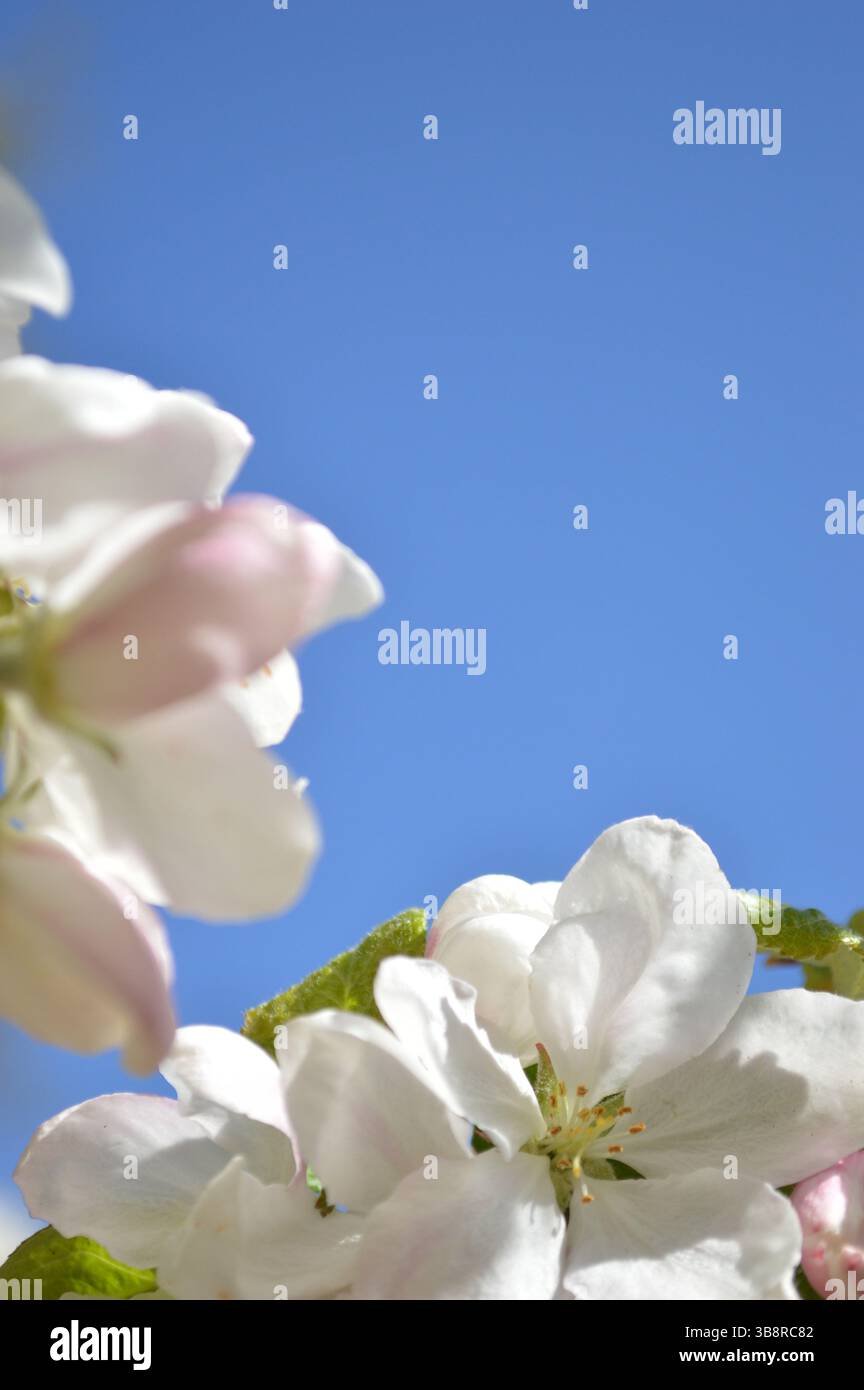 Close-up view of apple blossoms against a bright blue sky, perfect for ...