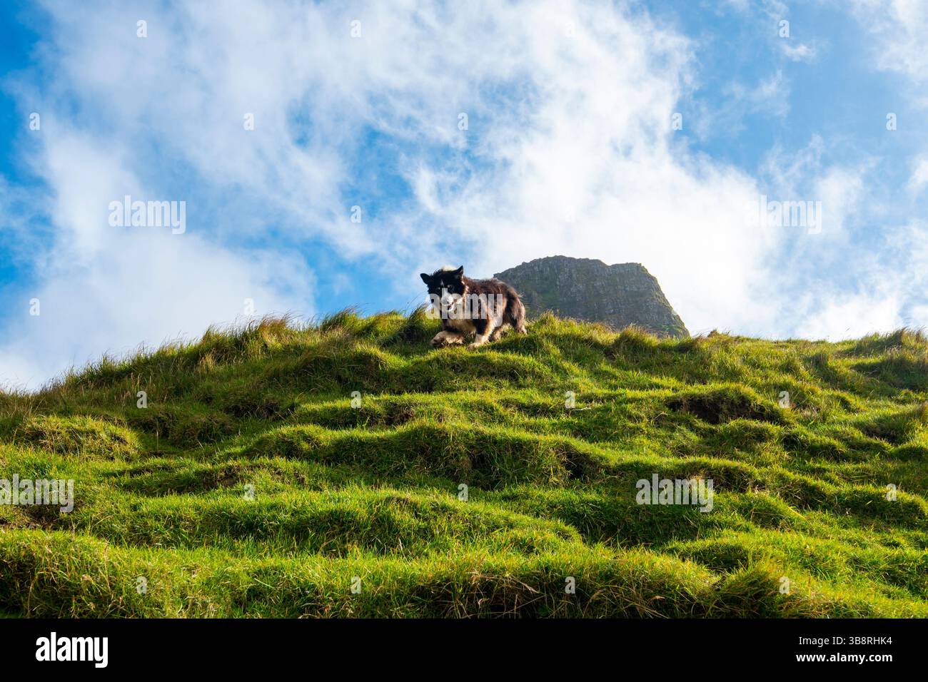 Faroese black white sheep hi-res stock photography and images - Alamy