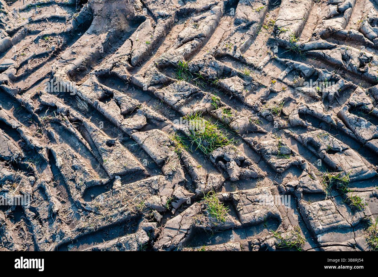 Tractor tyre tread marks in hardened mud with new shoots of grass ...