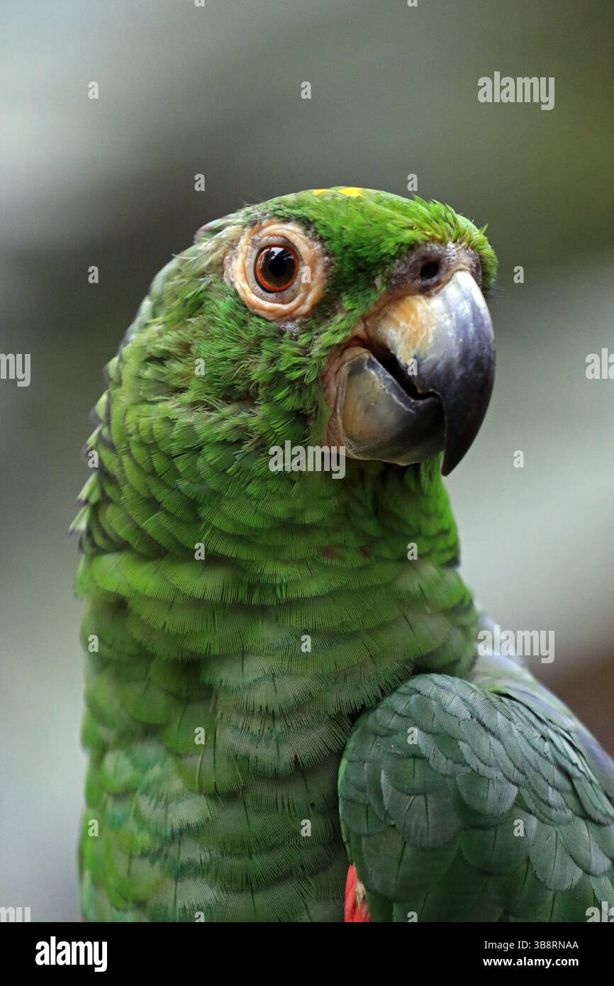Amazon parrot bird hi-res stock photography and images - Alamy