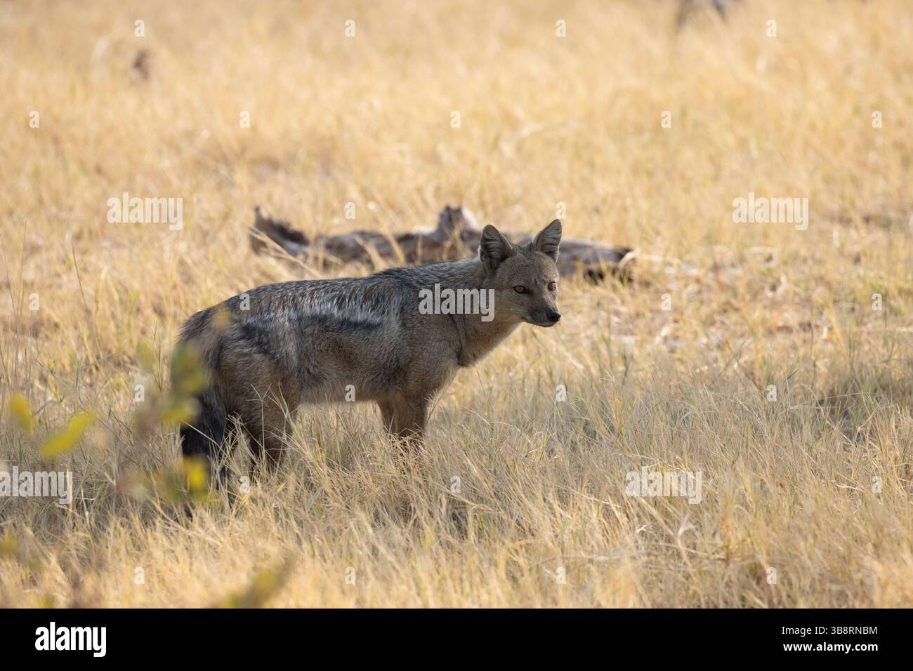 Side striped jackal hi-res stock photography and images - Alamy