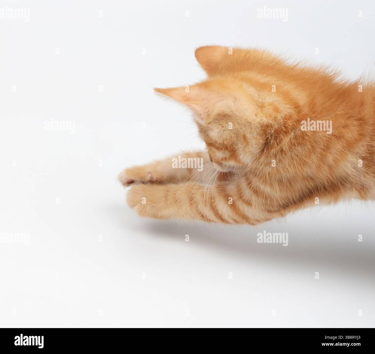Orange tabby cat extends its paws forward while playing on smooth white ...