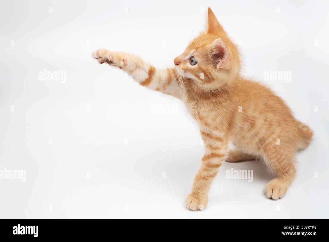 Curious orange kitten stretches its paw forward, exploring its ...