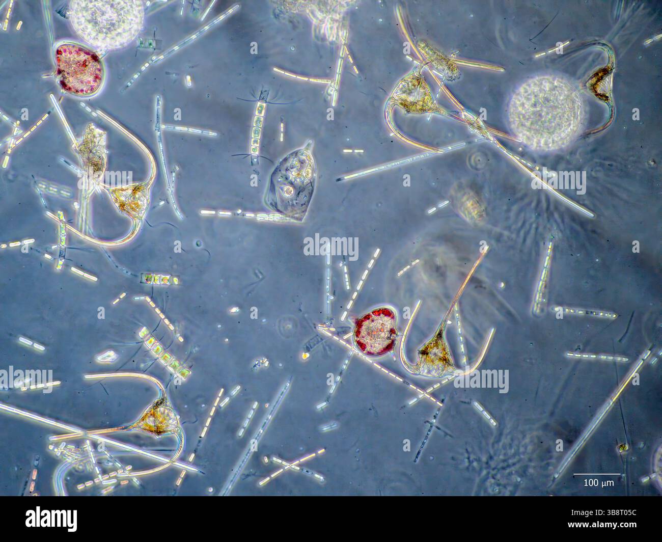 Samle of marine phytoplankton from coastal waters of south-western ...