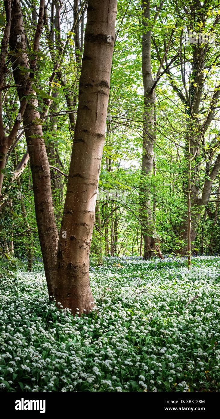 Bluebells and Wild Garlic, Blue Bell Woods, Morpeth, Northumberland ...