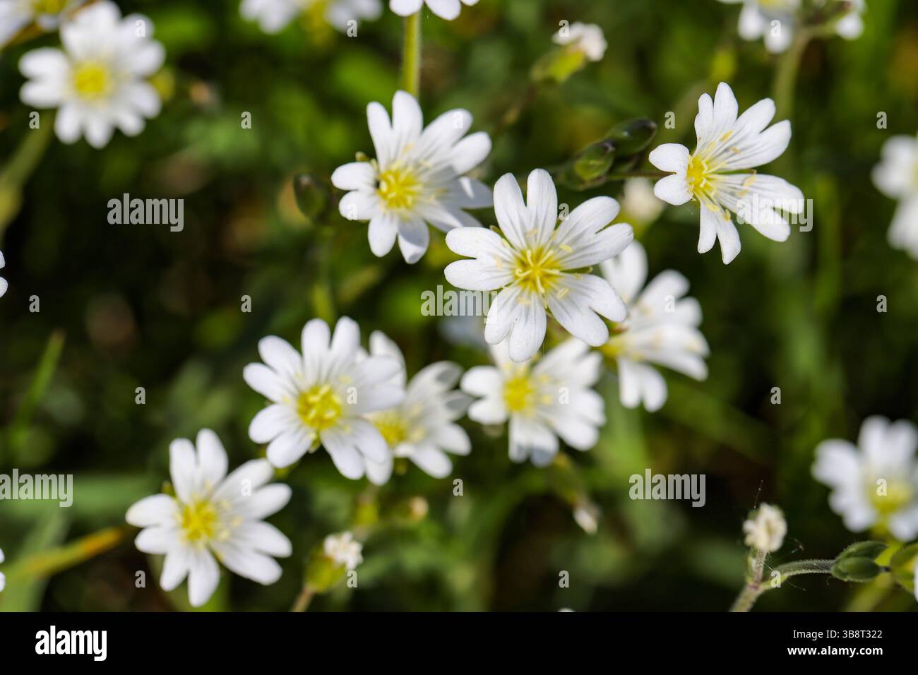 Field of White Wildflowers in Spring Bloom Stock Photo - Alamy